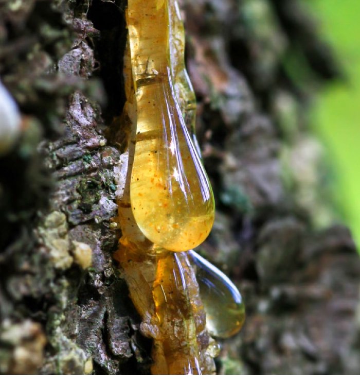 Website DPMPTSP Aceh